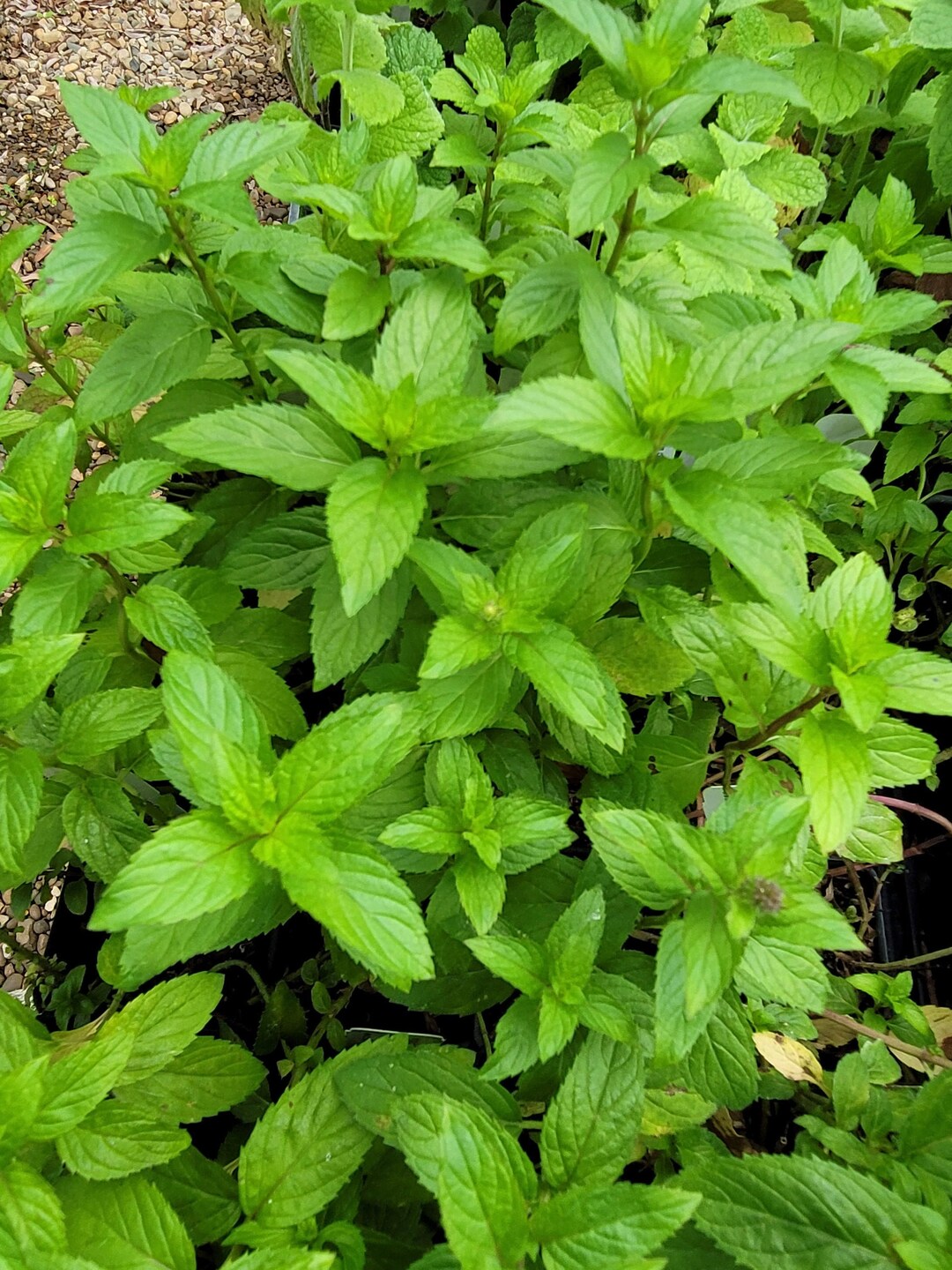 Mentha Piperata Spicata Double Mint Plant in 2.5 Inch Pot - Etsy