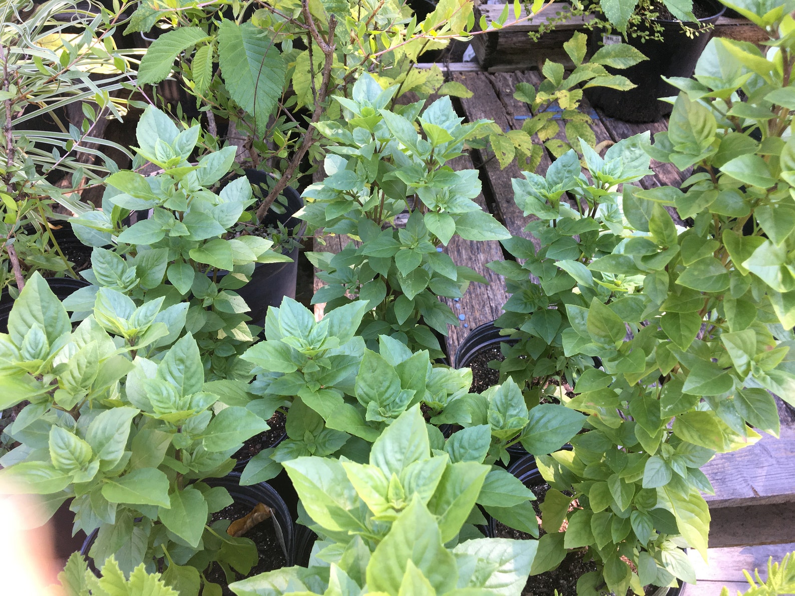 Ocimum basilicum var. Greek Columnar Basil 2 1/2 pot | Etsy