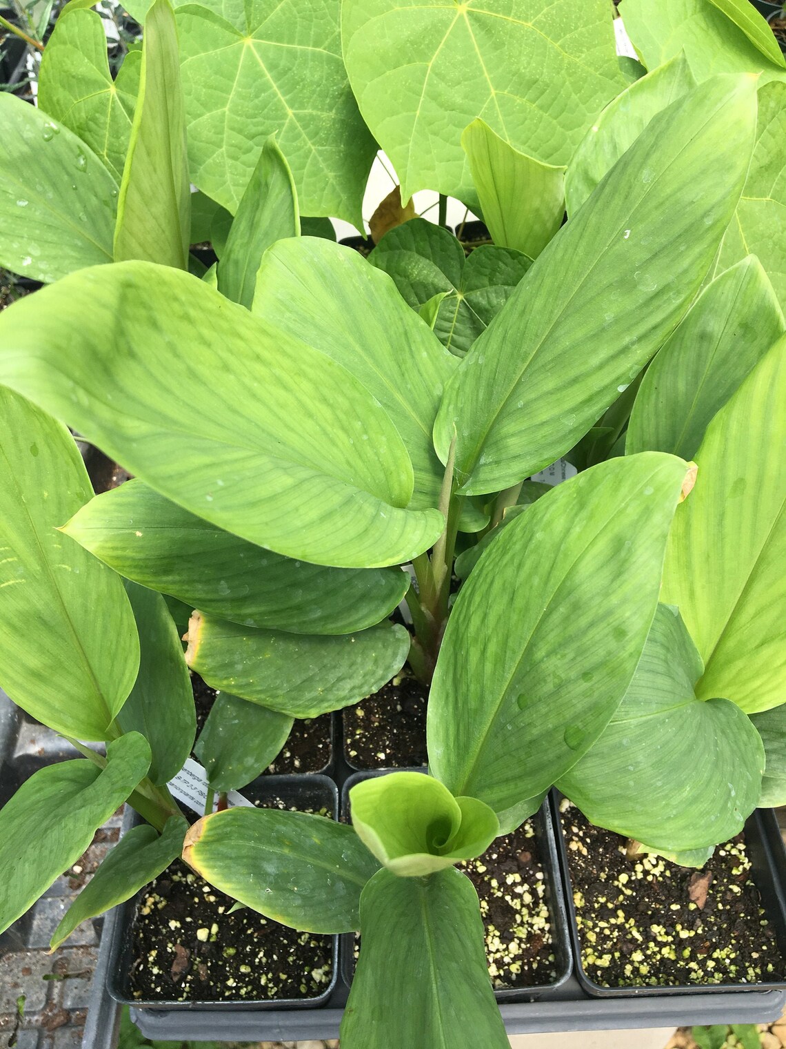 Boesenbergia Rotunda Chinese Finger Ginger LIVE PLANT in 2.5 - Etsy