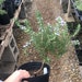Rosmarinus Off. 'prostratus' Prostrate Rosemary Plant in Gallon Pot - Etsy