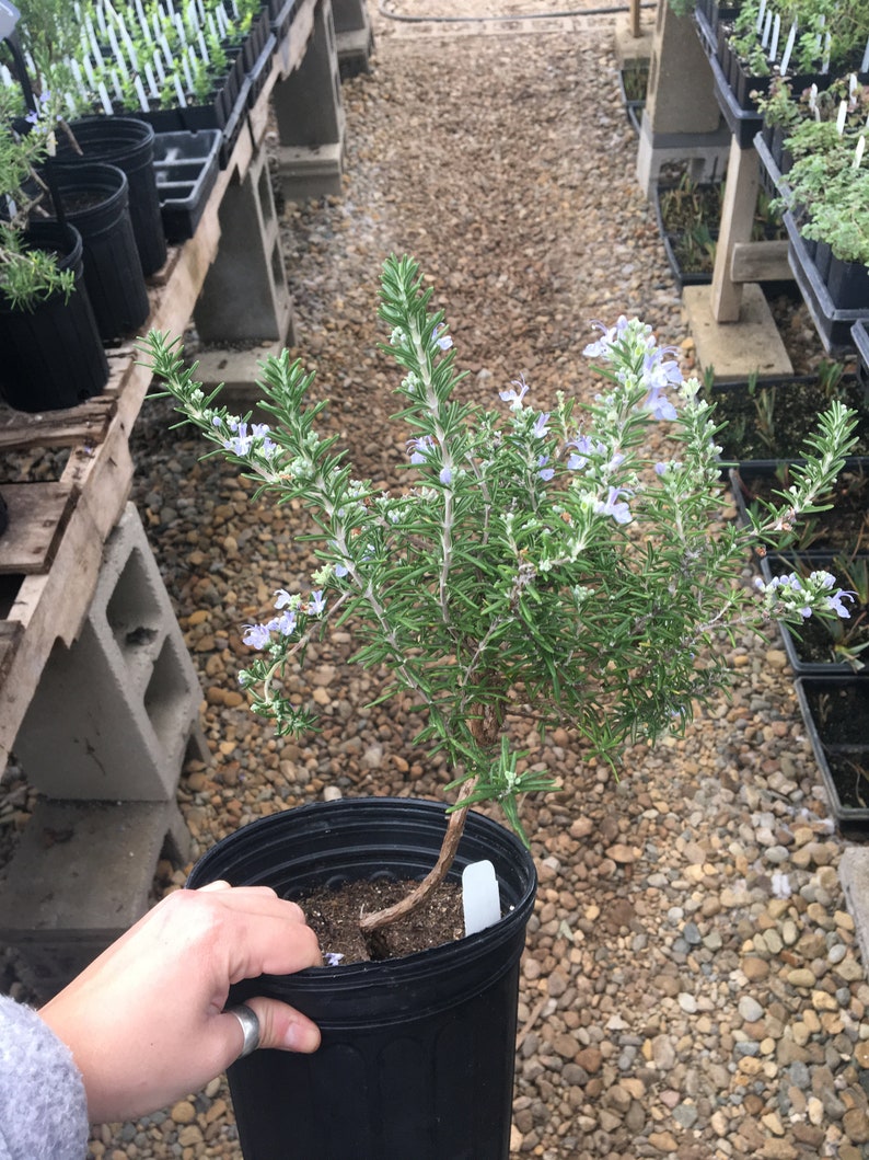 Rosmarinus Off. 'prostratus' Prostrate Rosemary Plant in Gallon Pot - Etsy
