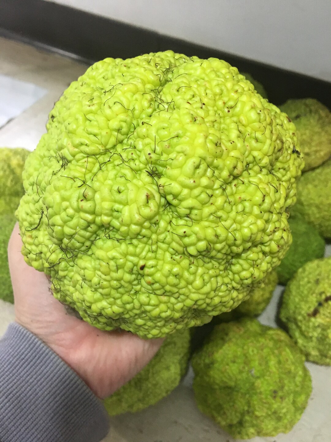 Maclura Pomifera OSAGE ORANGE FRUITS Fresh Osage Orange Fruits Monkey ...