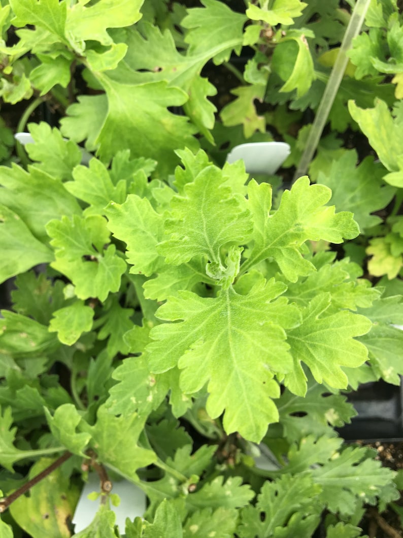 Chrysanthemum Morifolium JU HUA Plant in 2.5" Pot Tea Chrysanthemum ...
