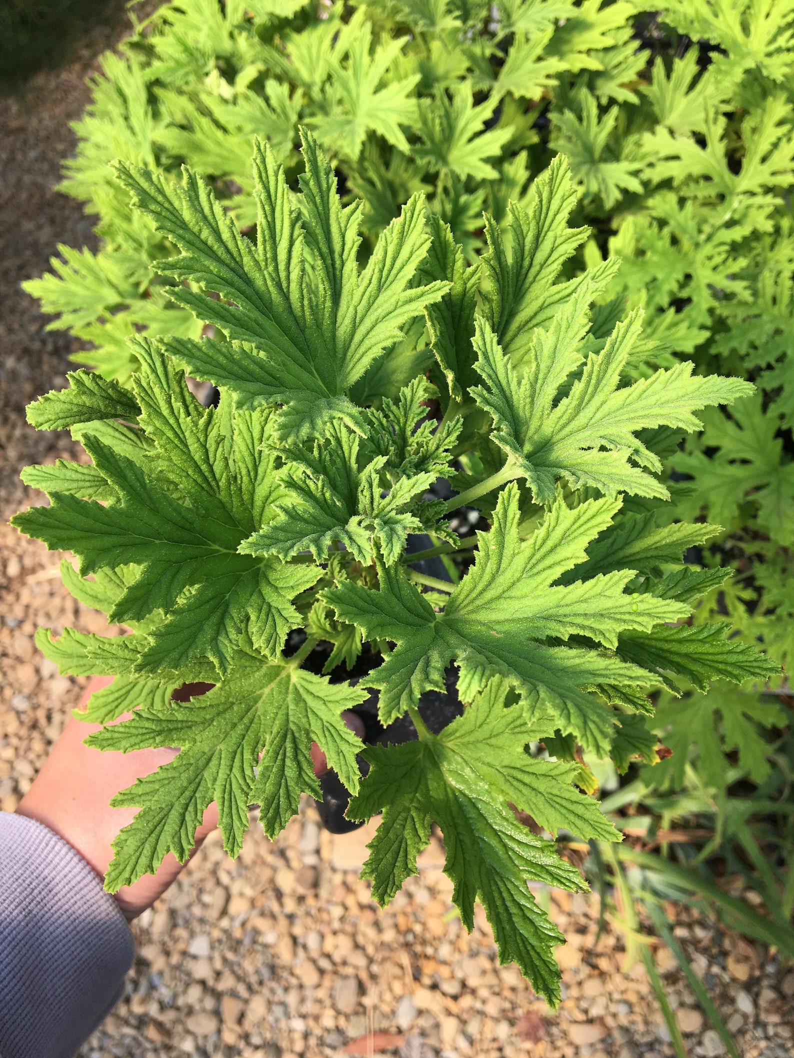 Pelargonium Citronellum 'mabel Grey' MABEL GREY | Etsy
