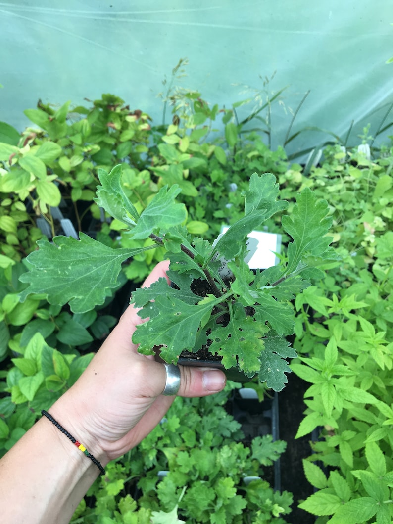 Chrysanthemum Morifolium JU HUA Plant in 2.5" Pot Tea Chrysanthemum ...