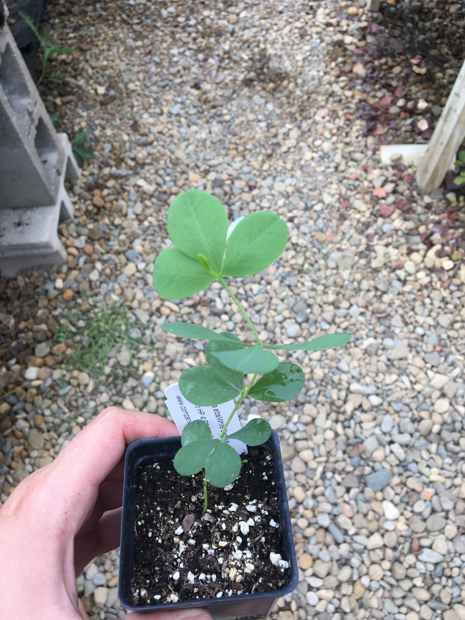 Baptisia Alba/white Baptisia LIVE PLANT in 2.5 Inch Pot Native - Etsy