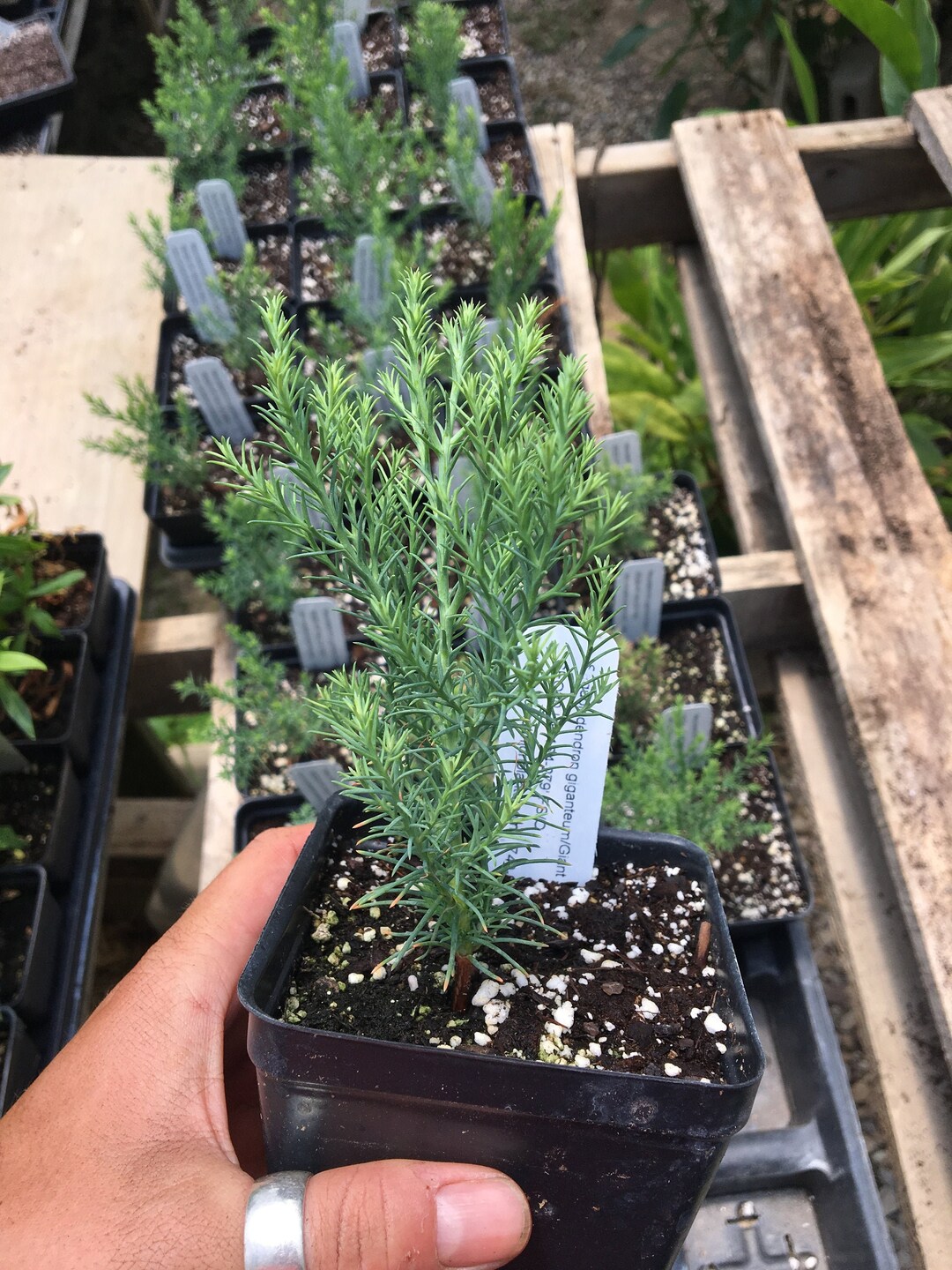 Sequoiadendron Giganteum GIANT SEQUOIA Live Tree in 6 Inch Pot Giant ...