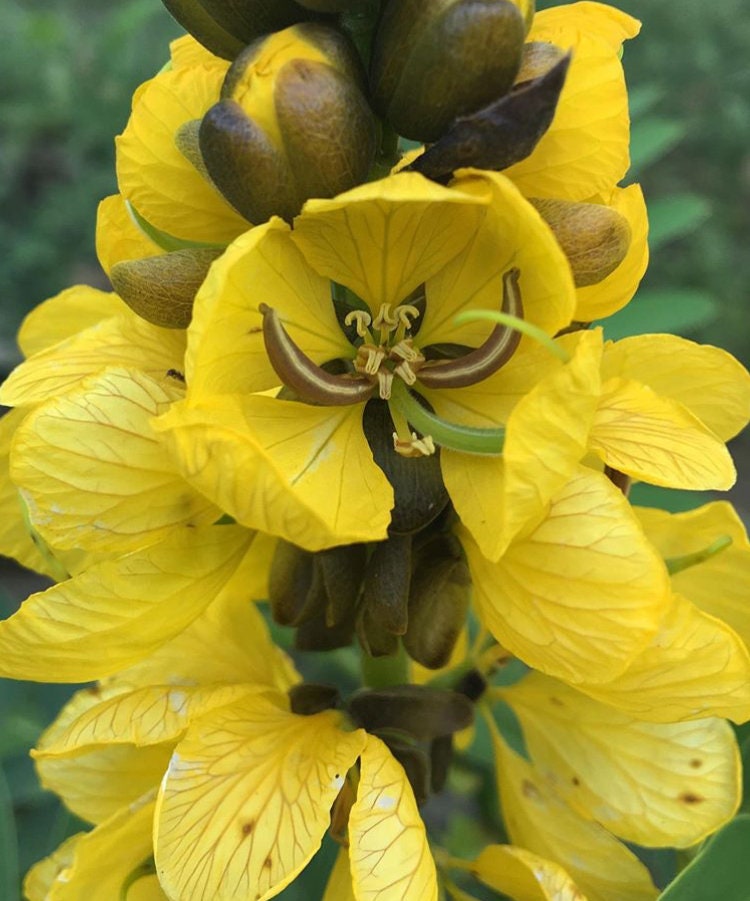 Cassia Didymobotrya Popcorn Plant Senna Plant in 4 Inch Pot - Etsy