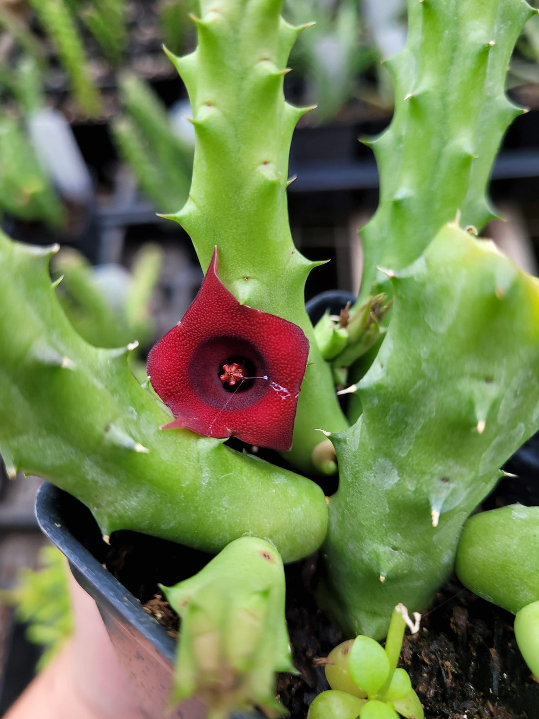 Huernia Schneideriana Red Dragon Flower LIVE PLANT in 2.5 Inch Pot ...