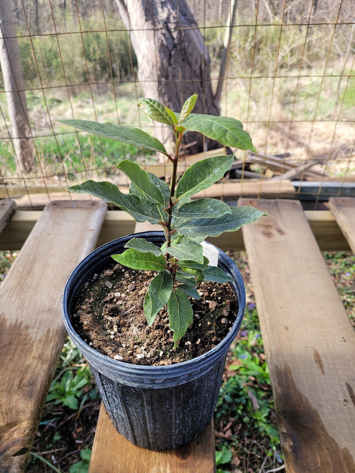 Laurus Nobilis Bay Tree in 1 Gallon Pot - Etsy