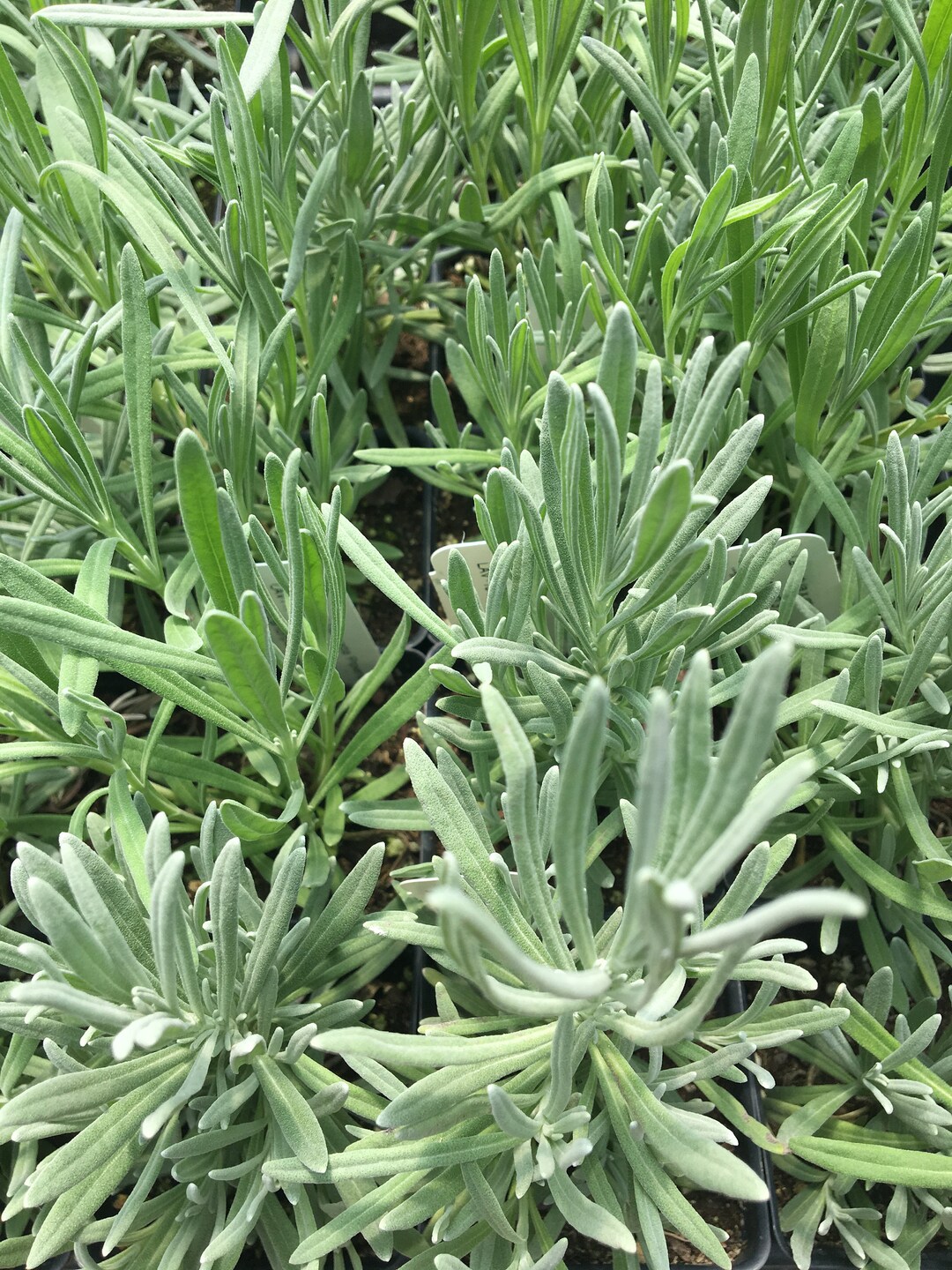 Lavandula X Intermedia 'provence' Provence Lavender Plant in 2.5 Inch ...
