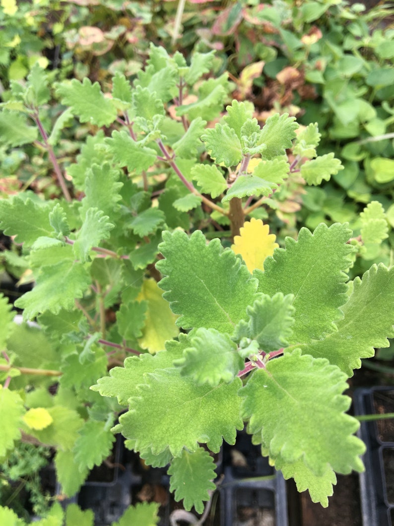 Tetradenia Riparia Iboza Riparia LIVE PLANT in 2.5 Inch Pot | Etsy
