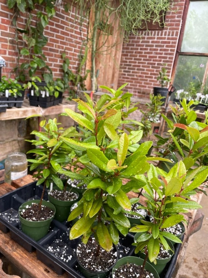 Pimenta Racemosa BAY RUM TREE Live Plant in 6 Pot - Etsy