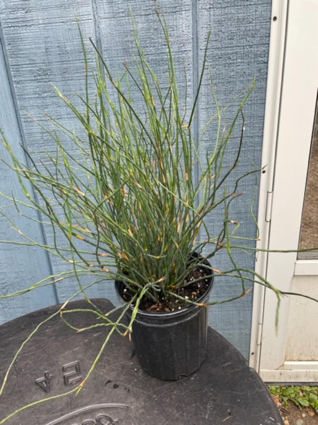 Chondropetalum Tectorum Cape Rush EXACT Plant Gallon Pot - Etsy