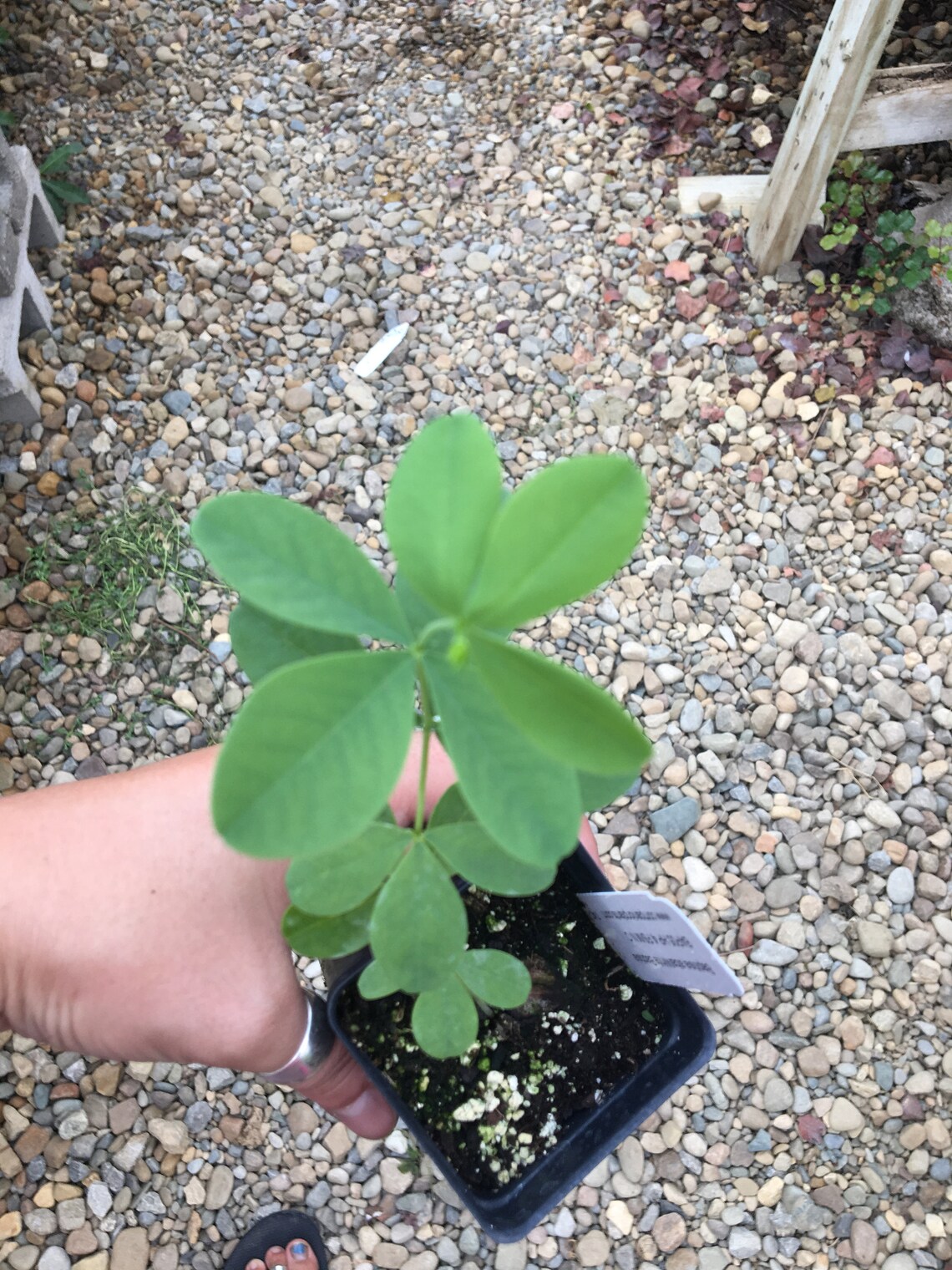 Baptisia Alba/white Baptisia LIVE PLANT in 2.5 Inch Pot Native - Etsy