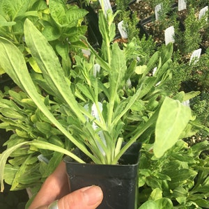 Silene Capensis (silene Undulata) Xhosa African Dream Root Plant in 4 ...
