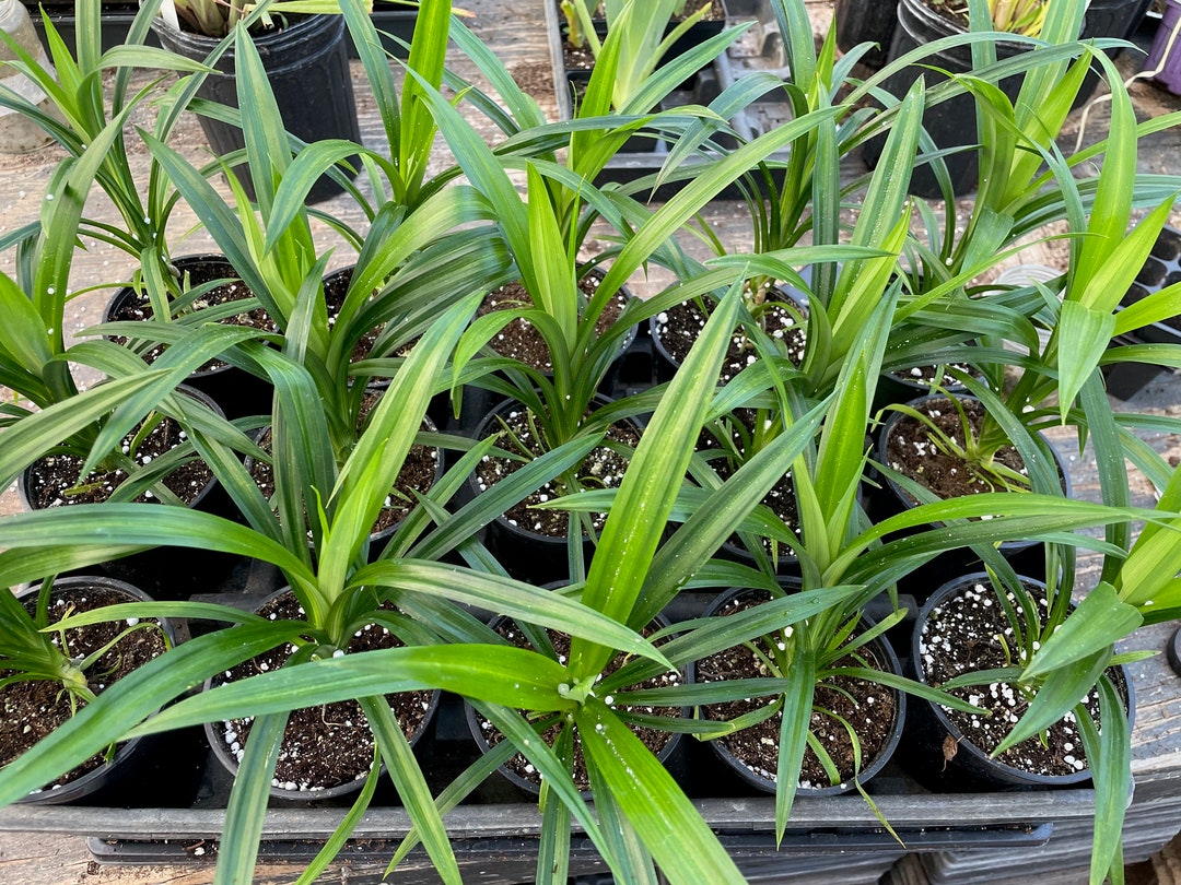 Pandanus Amaryllifolius Pandan Grass 4 Inch Pot Asian Vanilla - Etsy