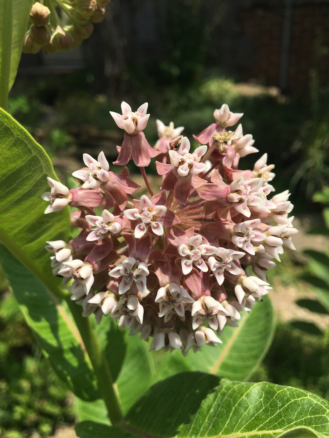 Asclepias Syriaca Milkweed Plant 2.5 Inch Pot Monarch Host Plant Native - Etsy
