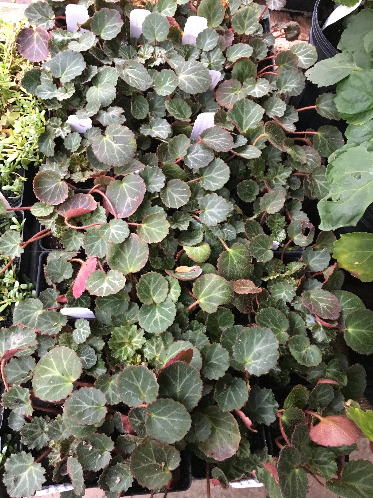 Saxifraga Stolonifera Strawberry Begonia LIVE PLANT 2.5 Inch | Etsy