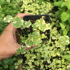 Hydrocotyle Sibthorpioides 'crystal Confetti' Variegated Pennywort ...