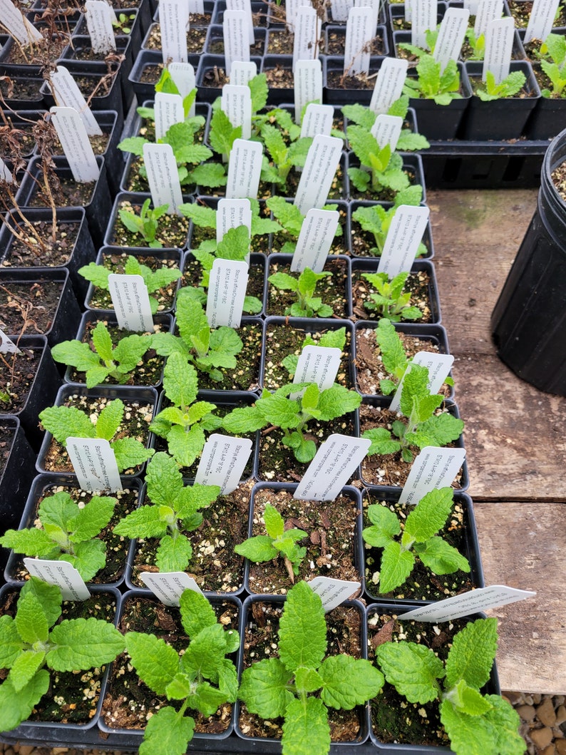 Stachys Affinis Chinese Artichoke Crosnes Plant in 2.5 Inch Pot ...