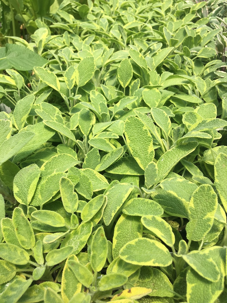 Salvia Off. 'aurea'/golden Sage LIVE PLANT in 2.5 Inch - Etsy
