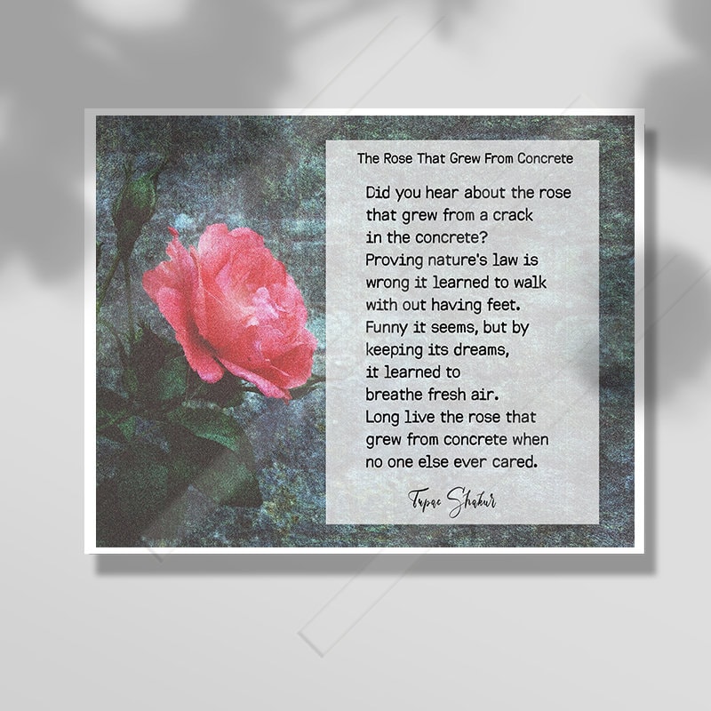 The Rose That Grew From Concrete Book Cover