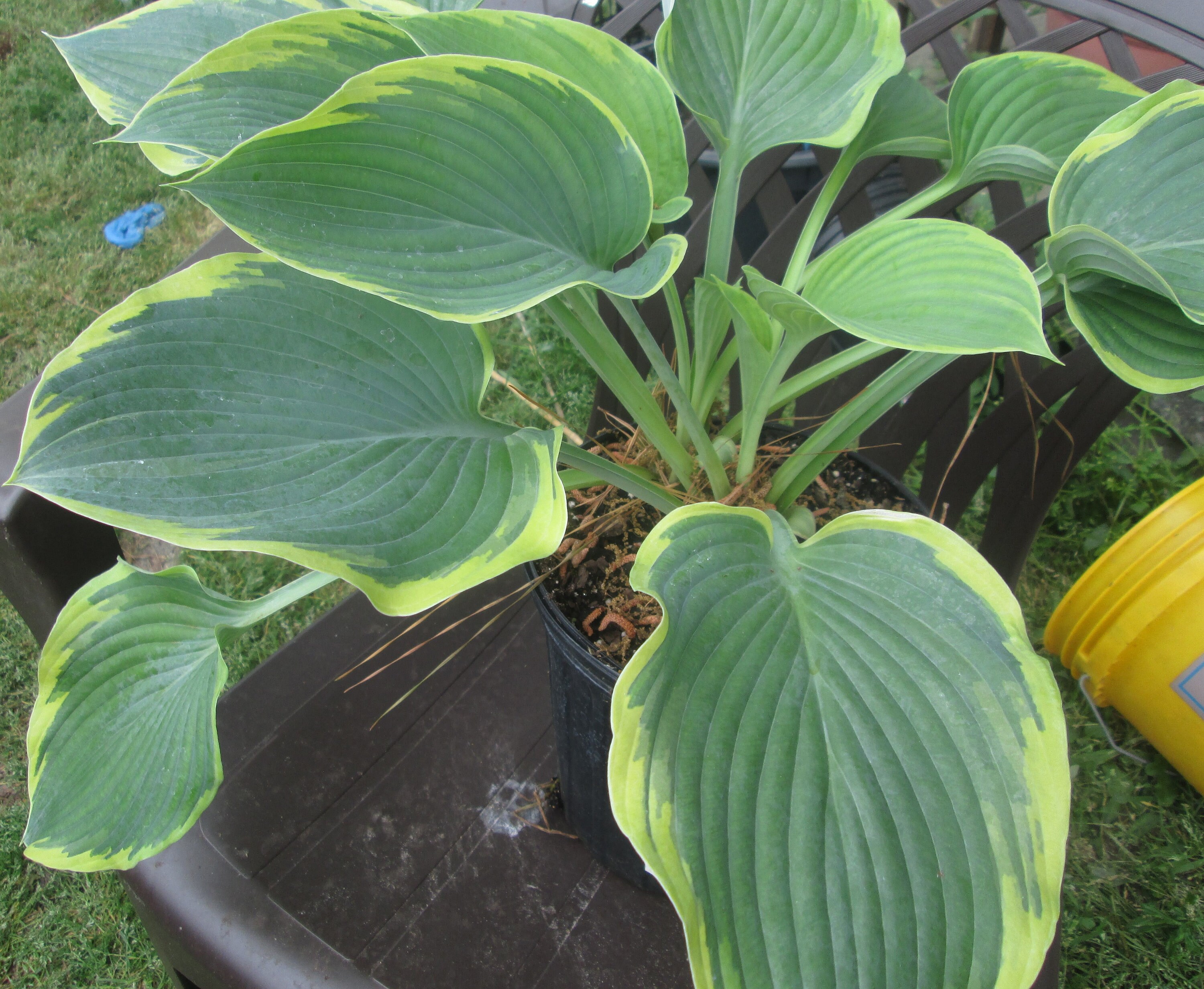HOSTA Frost Giant - Etsy