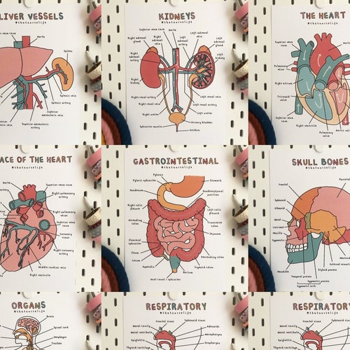 Framed Anatomy Print Set of 2 Framed Art Anatomy Posters - Etsy