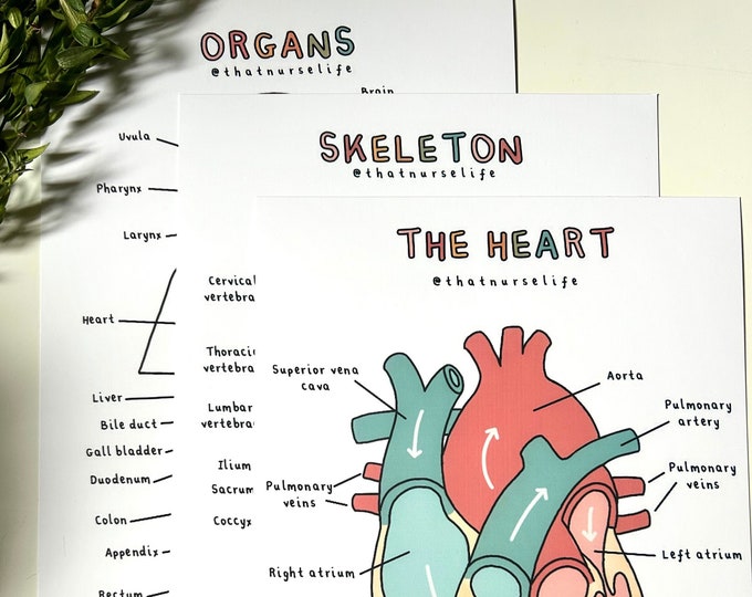 A4 Anatomy Posters - Etsy