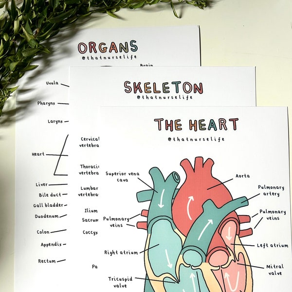 Medical Anatomy Poster - Etsy UK