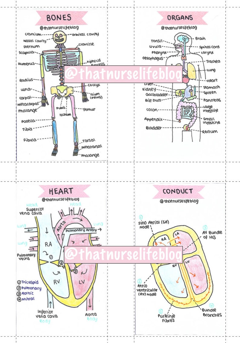Anatomy Bundle Flashcards: PDF | Etsy