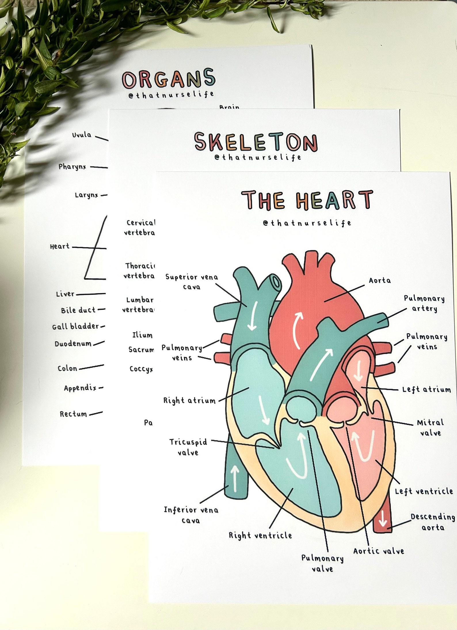 A4 Anatomy Posters - Etsy