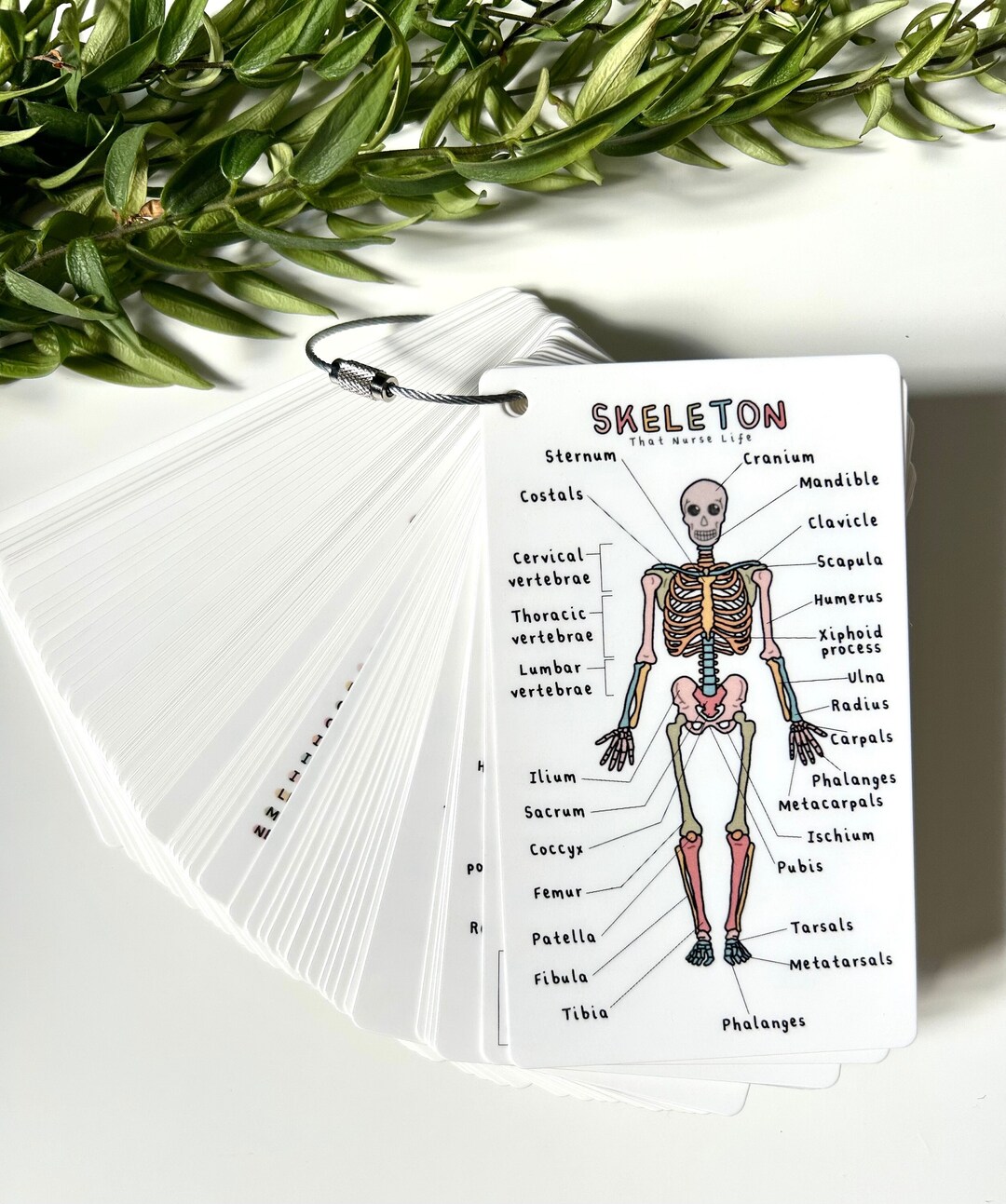 Complete Set of Nursing Flashcards - Etsy