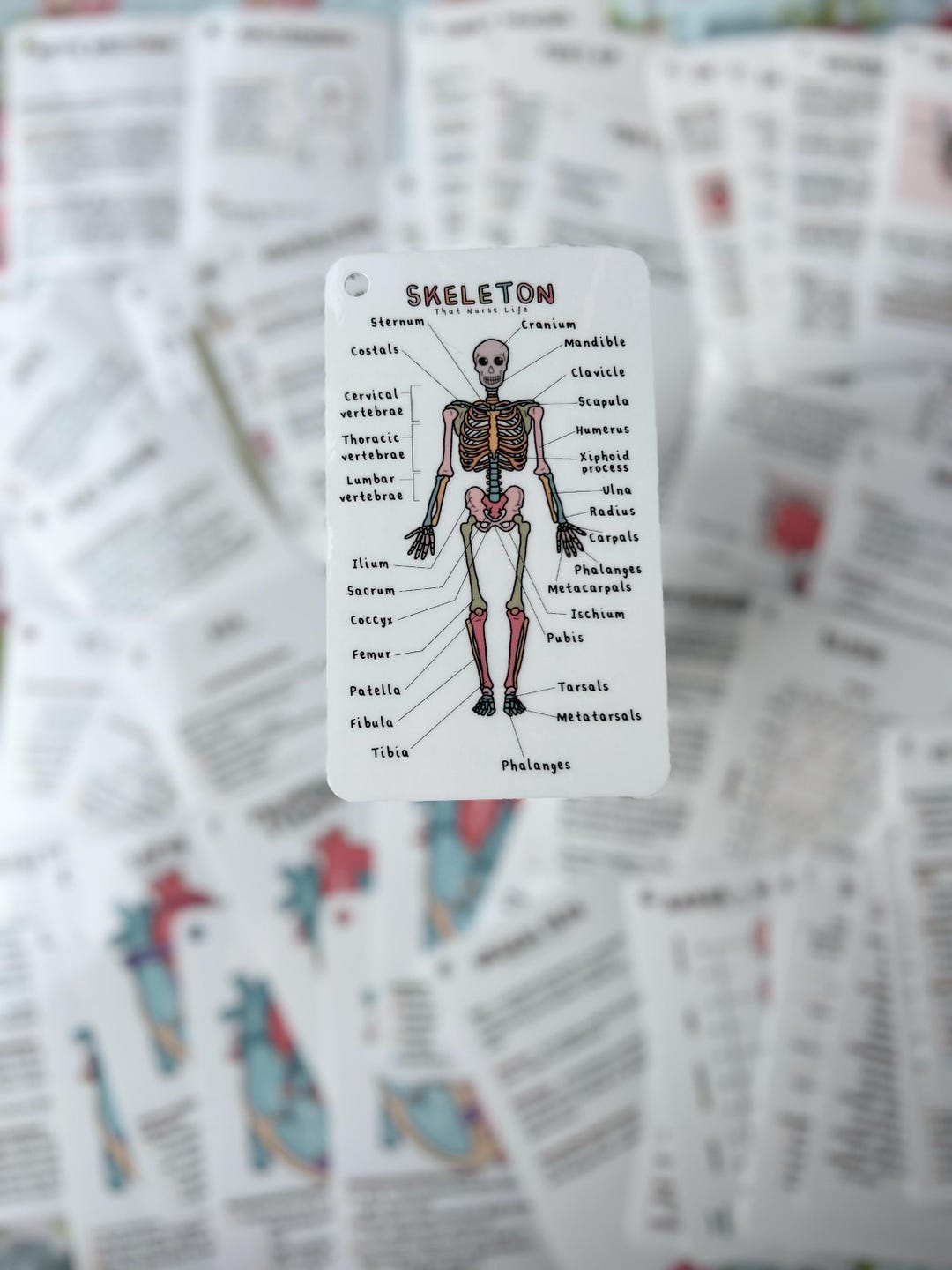 1. Anatomy Overview Flashcards - Etsy UK