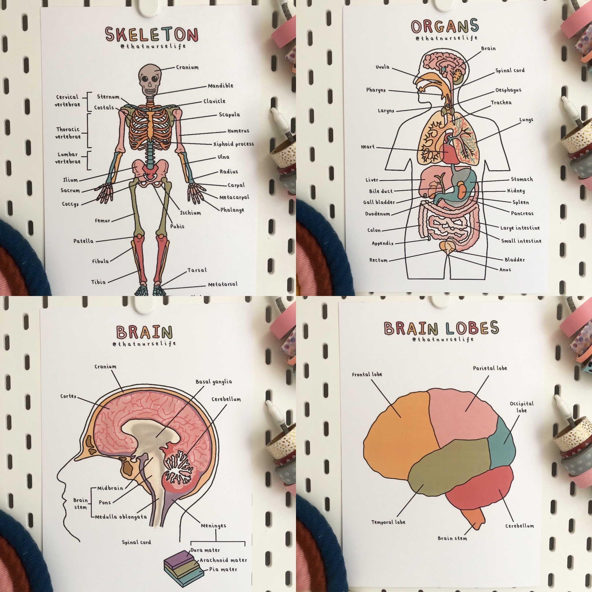 A4 Anatomy Posters - Etsy