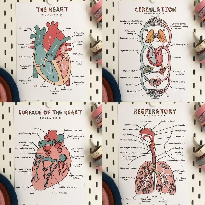A4 Anatomy Posters - Etsy
