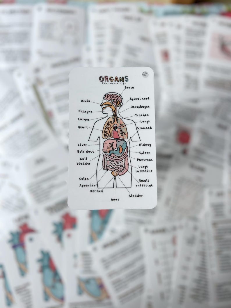 1. Anatomy Overview Flashcards - Etsy UK