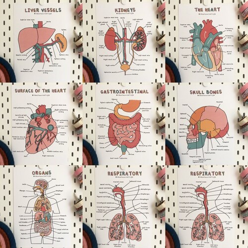 A4 Anatomy Posters - Etsy