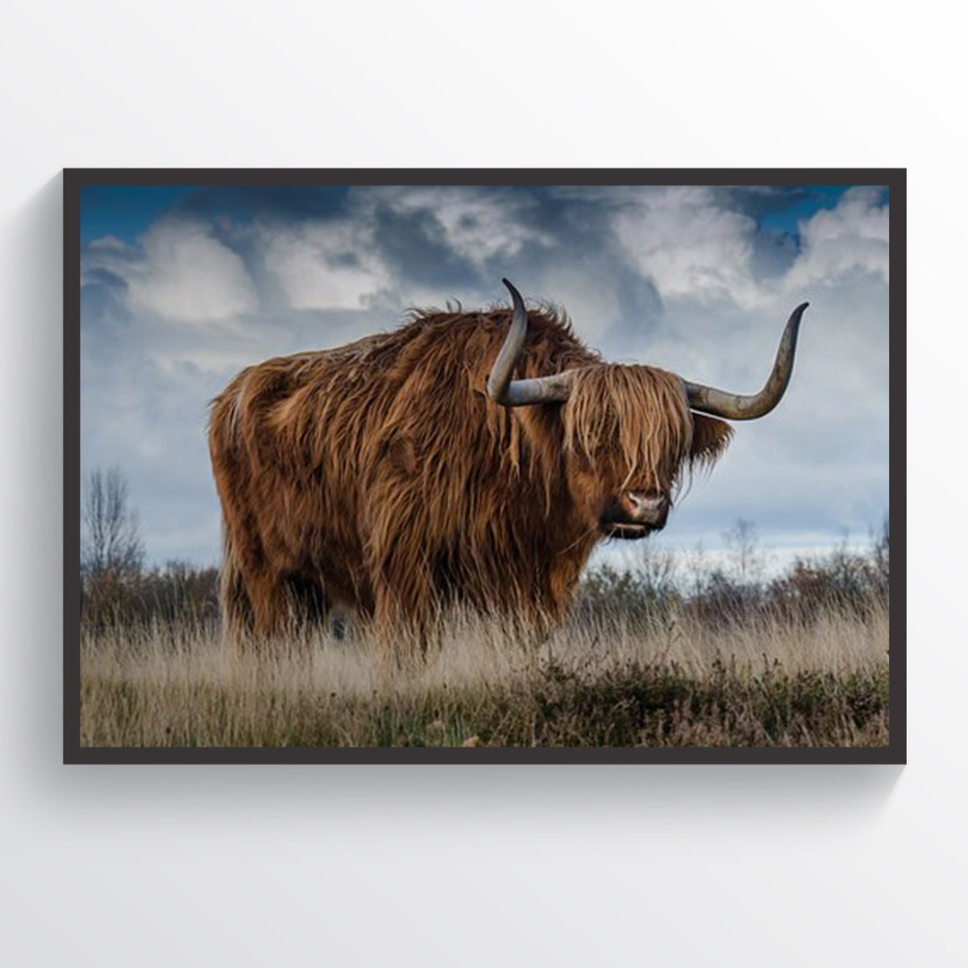 Highland Bull Poster, Scottish Bull Photo, Modern Wall Decor, Highland ...