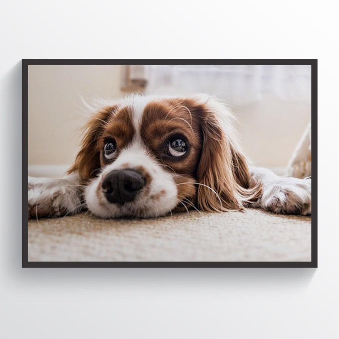 Cute Little Puppy Poster, Dog Print, Dog Poster, Sad Puppy Eyes ...