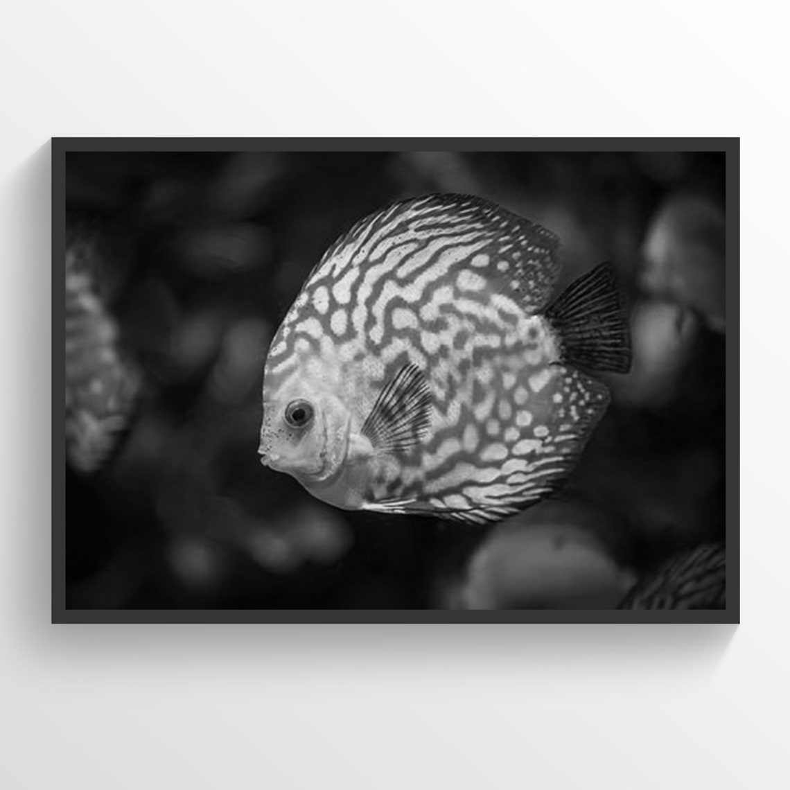 Discus Fish Poster Fish Wall Art Fish Print Home Decor Fish Lover Gift ...