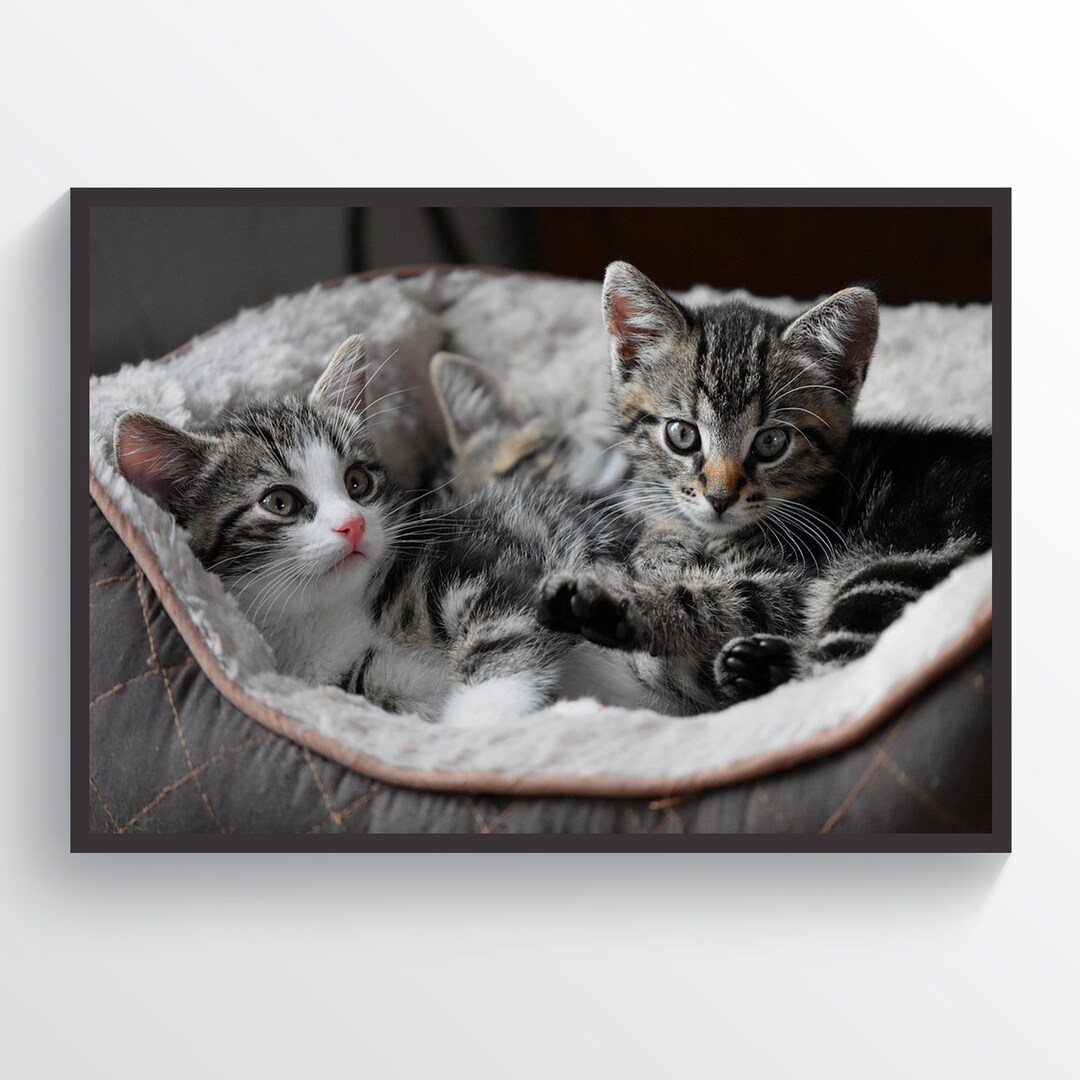 Cute Kittens Poster, Nursery Wall Decor, Kittens Print, Cats Poster ...