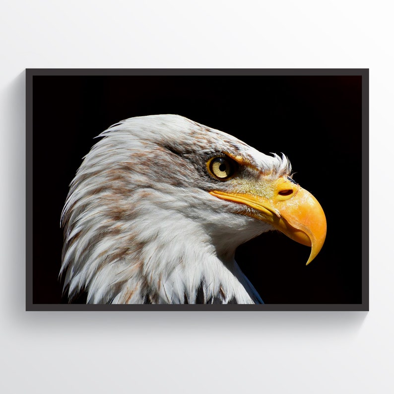 Bald Eagle Poster Eagle Print Bird of Prey Eagles Wall Art - Etsy