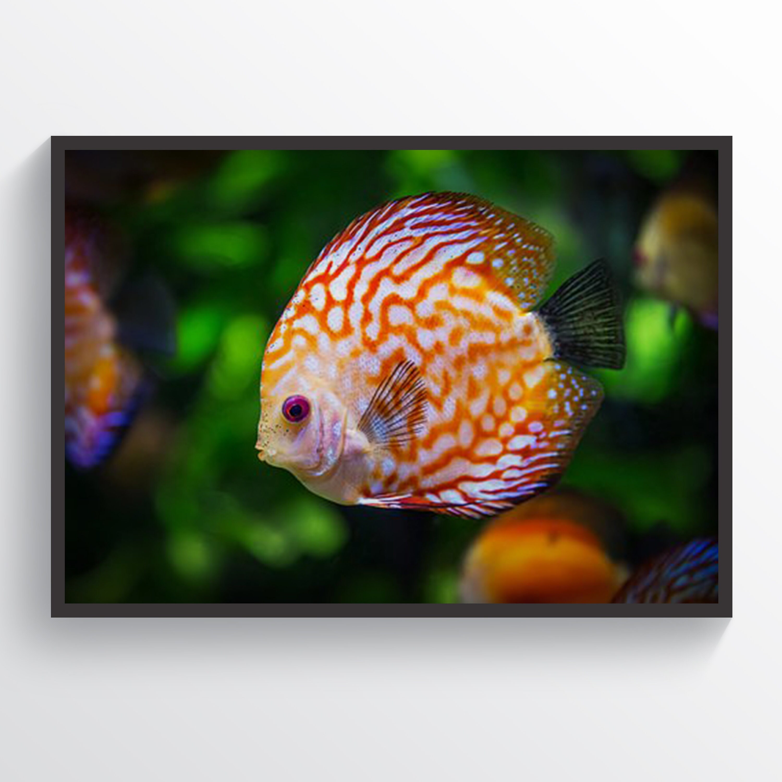 Diskus Fisch Poster Fisch Wand Kunst Fisch Druck Home Dekor Fisch ...