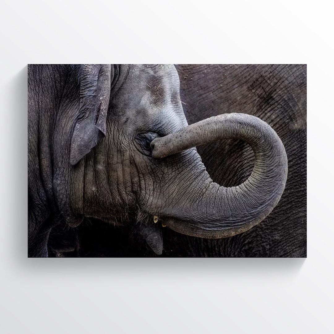 Elephant Print, Elephant Poster, Elephant Printables, Elephant ...