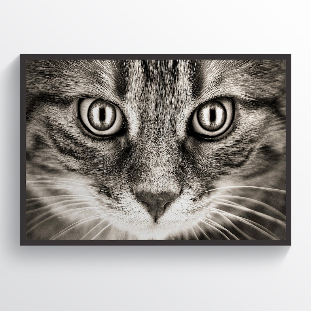 Cat Bad Look, Cat Eyes, Cat Poster Cat Print Cats Wall Art Children ...