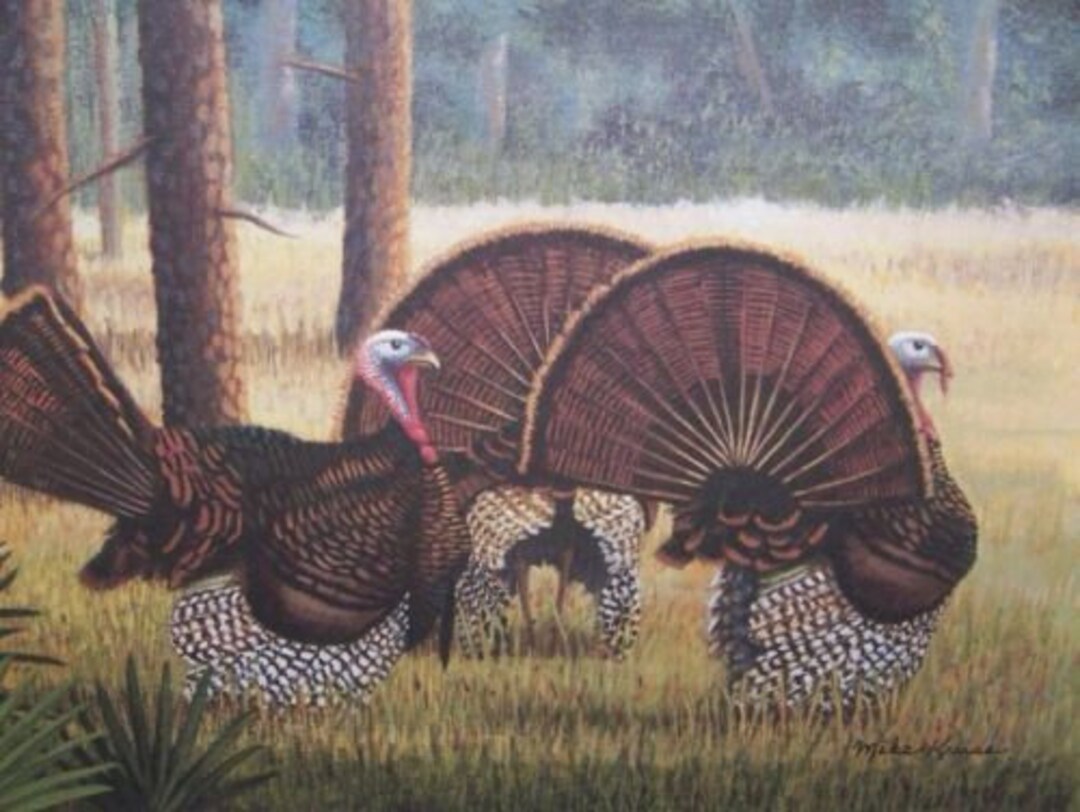 Limited Edition Signed Wildlife Turkey Print- Gobblers by Mike Kruse - Etsy