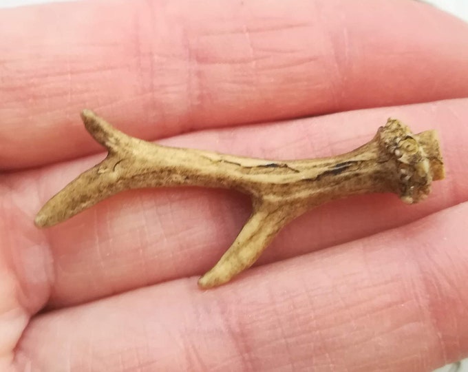 Miniature Deer Antlers - Miniature Antler for Dollhouse Museum ...