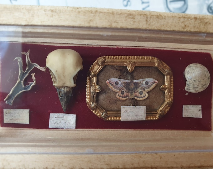 DIY Miniature Cabinet of Curiosities KIT Oddities Museum - Etsy